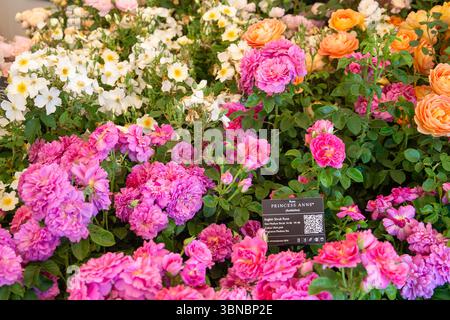 Roses on display at Hampton Court Flower Festival Stock Photo - Alamy