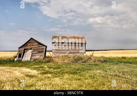 Cattle and rustic barn buildings in the Alberta countryside around Pine ...