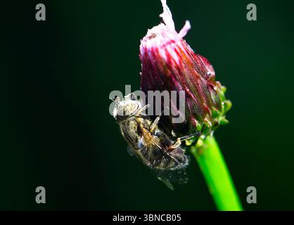 The gadfly, taken in the wild Stock Photo - Alamy