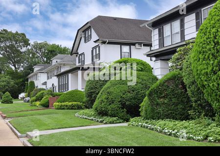 Neatly trimmed street tree on a manicured suburban sidewalk on an ...