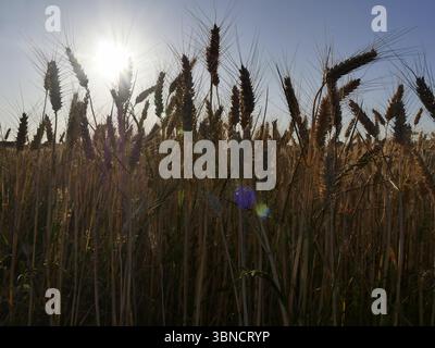 Sunshine rays through the wheat fields in summertime with lens flare ...
