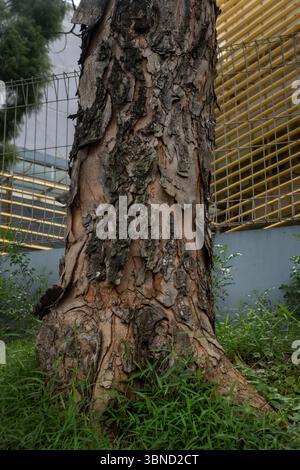 The bark of a tree is rough and has a lot of texture. The bark is brown ...