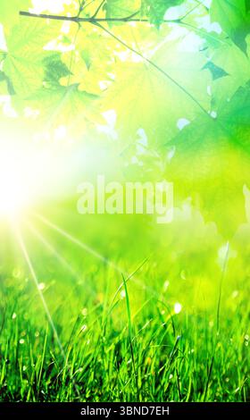Green grass background. Sun rays. Hello Summer text. Summer season ...