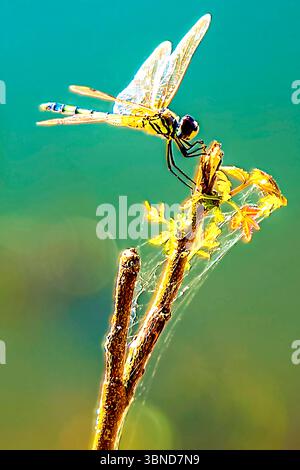 A macro shot of a dragonfly perched on a twig Stock Photo - Alamy