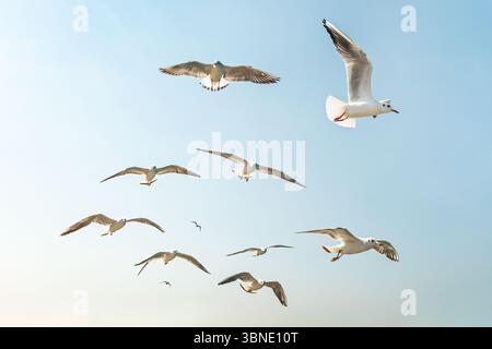 Seagulls are flying in the sky background Stock Photo - Alamy