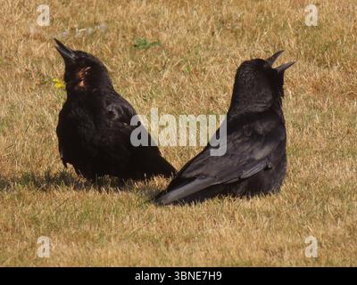Rabenkraehen Hugin und Munin - Odins Kundschafter Rabenkraehen Hugin ...