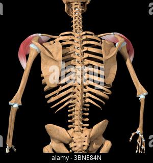 Illustration of the muscles of the shoulder. This is an anterior view ...