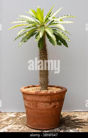A vertical shot of a plant with spiky leaves in a wooden pot Stock ...
