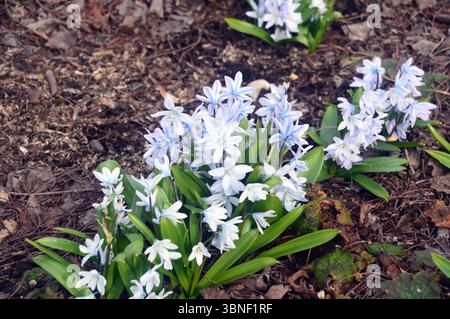 Scilla mischtschenkoana. Misczenko squill, Misczenko squill, early ...