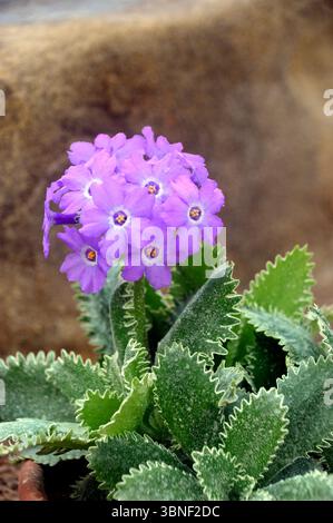 Purple/Mauve/Lilac Primula 'Jenny Bourne' (Primula Vulgaris) Flower on ...