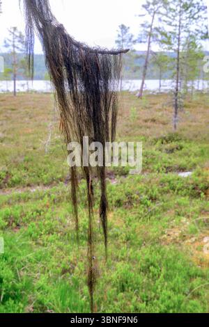 Horsehair Lichens (Bryoria Stock Photo - Alamy