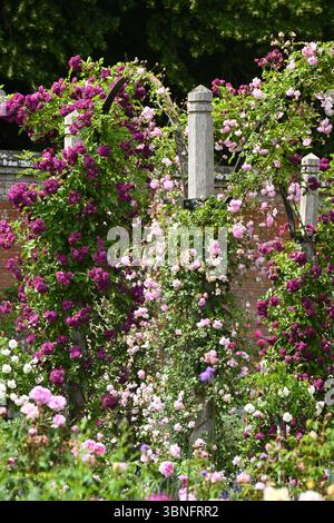 Rose flowers (Rosa 'Debutante' Stock Photo - Alamy