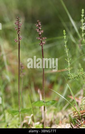 Heartleaf Twayblade (Neottia cordata Stock Photo - Alamy