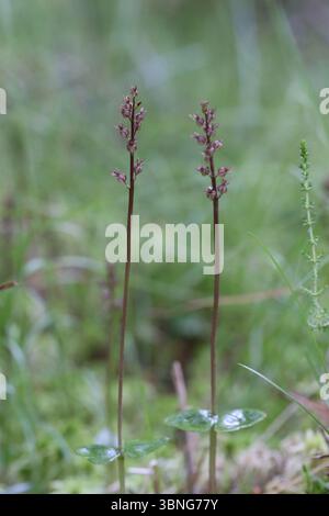 Heartleaf Twayblade (Neottia cordata Stock Photo - Alamy