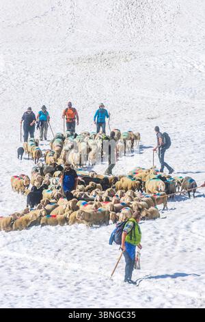 Sölden: sheep drive at mountain pass Niederjoch (Schnalskamm), close to ...