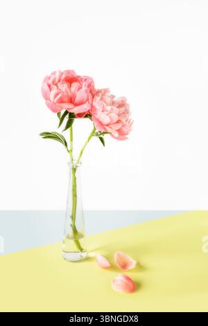 pink peonies in pastel colors close-up, flower pattern, floral ...