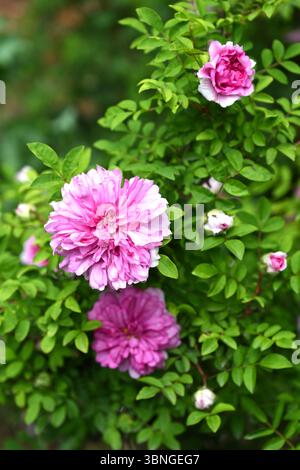 Rosa Roxburghii 'Plena', shrub rose with Deep pink very double blooms ...