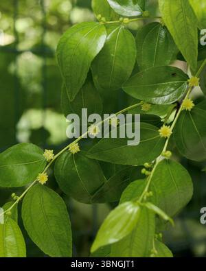Chinese jujube Ziziphus jujuba flowers Spain Stock Photo - Alamy