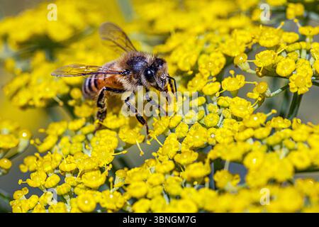 Spanish Honey Bees 'Apis mellifera' on comb in Andalucia, Spain Stock ...