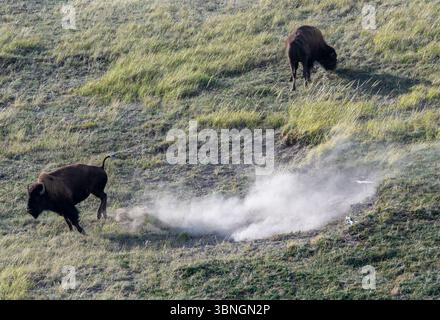 Bison Paddock, Waterton Lakes National Park, Alberta, Canada Stock ...
