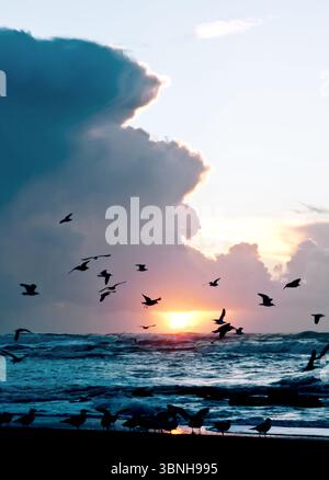 A flock of seagulls flies over the waves Stock Photo - Alamy
