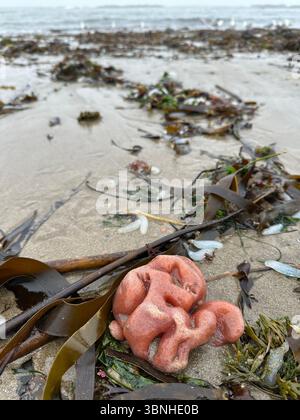 Pacific Sea Pork, Aplidium californicum, (orange and brown) a colonial ...