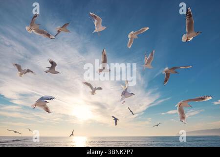 Flock of seagull birds fly over the sea Stock Photo - Alamy