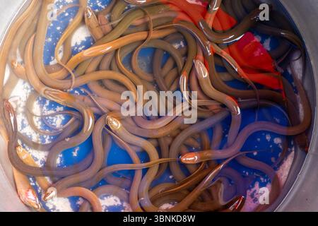 Live Eels in Water Basin at Southeast Asian Market Stock Photo - Alamy
