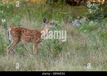 Acadia National Park, ME, USA - August 15, 2018: The Gorham Mountain ...