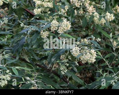 Buddleia, Butterfly Bush or Weeping Sage, Buddleja auriculata ...