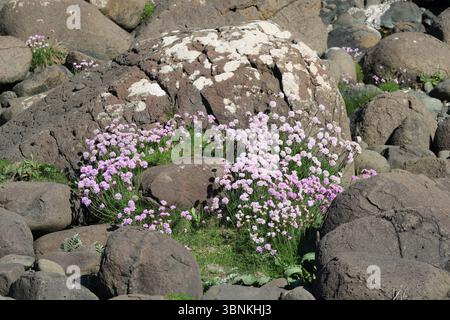 Lichen-covered rocks with pink wildflowers and grasses on Isle of Carna ...