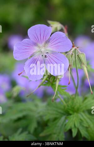 Geranium Johnson's Blue. Lavender blue flowers of Geranium × johnsonii ...