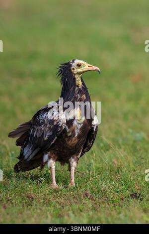Egyptian Vulture also called the White Scavenger Vulture or Pharaoh's ...