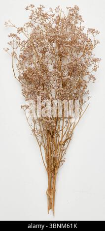 Gypsophila romantic wedding dry flowers elegant bouquet on white ...