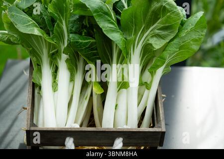 big green chinese cabbage pak choi Stock Photo - Alamy