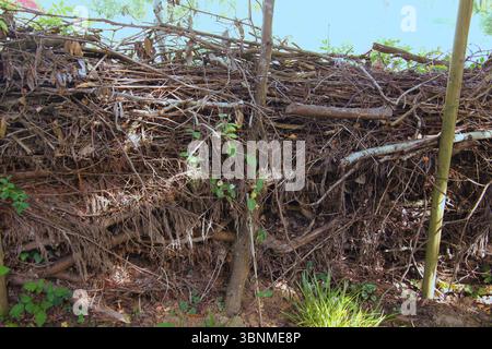Natural dead hedge of cut branches lining path in woods Stock Photo - Alamy