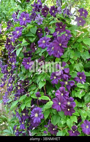 Deep purple summer blooms of clematis Etoile Violette growing on a ...