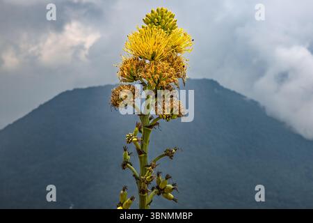 Agave in bloom, Santa Ana volcano, El Salvador Stock Photo - Alamy