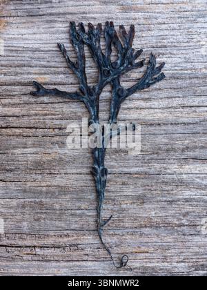 Seaweed, flotsam and jetsam, still life Stock Photo - Alamy