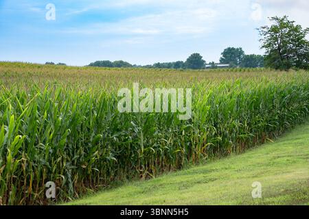 Rural farm agricultureal landscape with rows of corn Stock Photo - Alamy