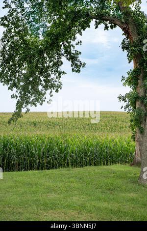 Rural farm agricultureal landscape with rows of corn Stock Photo - Alamy