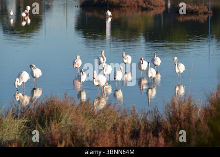 Pink flamingos and their reflection in the old salt marshes of Hyeres ...
