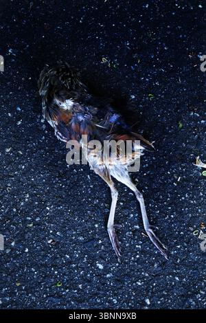 Dead bird feathers on the ground Stock Photo - Alamy