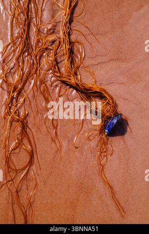 finding a shell in the sand Stock Photo - Alamy