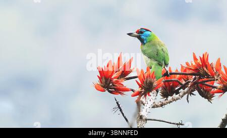 Asian Blue Throated Barbet Stock Photo - Alamy