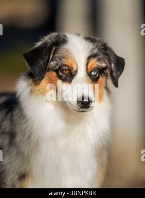 Miniature American Shepherd Portrait Stock Photo - Alamy