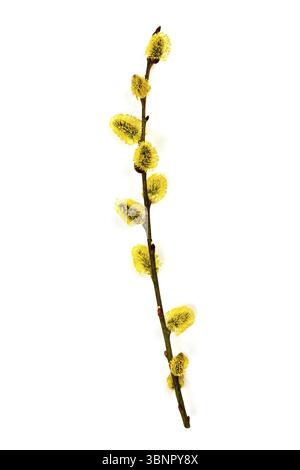 Sprig of willow isolated on white background. Willow seals, fluffy buds ...