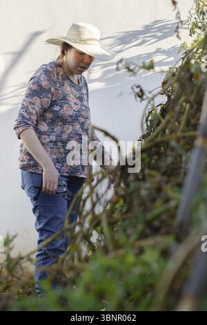 Woman wearing hat pruning branches with secateurs in garden, casting ...