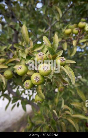 Almond-leaved pear (Pyrus spinosa) Plantae Stock Photo - Alamy