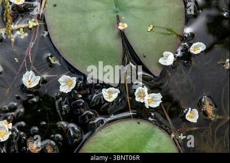 Brazilian elodea (Elodea densa Stock Photo - Alamy